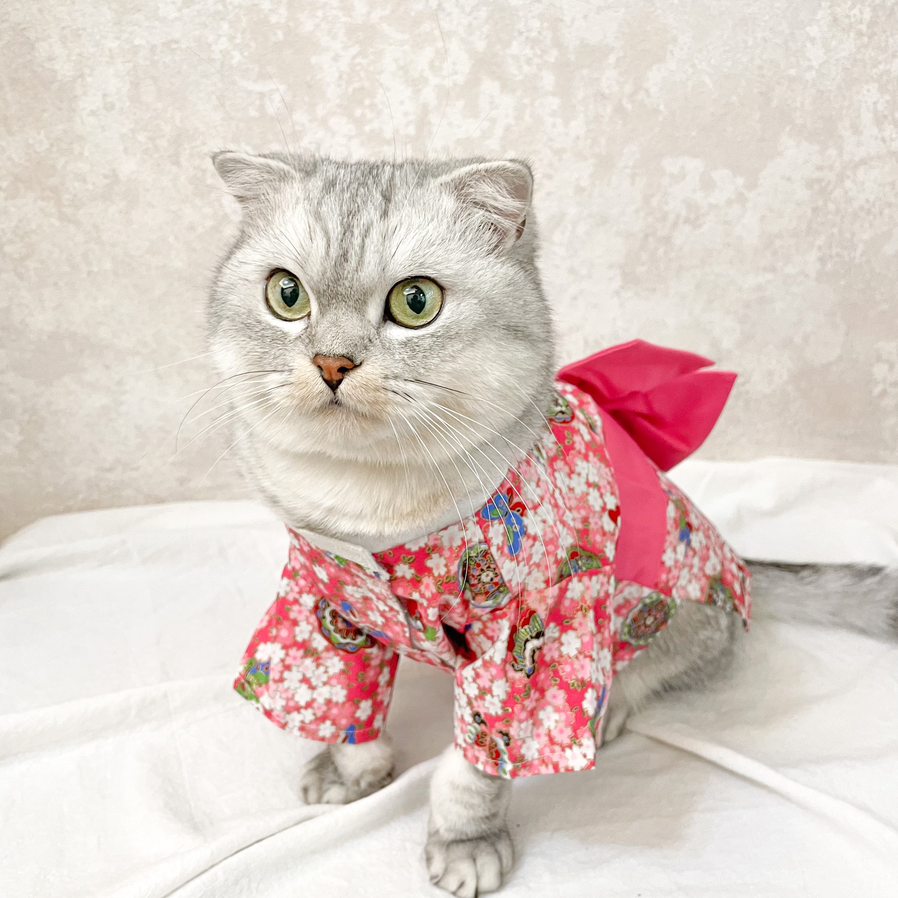 PETACULAR日本櫻花和服 | 所有商品 - 窩木WOMU 寵物選品